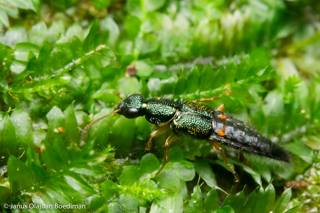 Quedius kurosawai in October 2021 by Janus Olajuan Boediman · iNaturalist