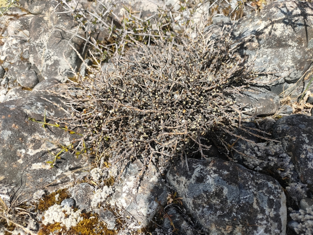Helichrysum depressum from Arthur's Pass, New Zealand on January 21 ...