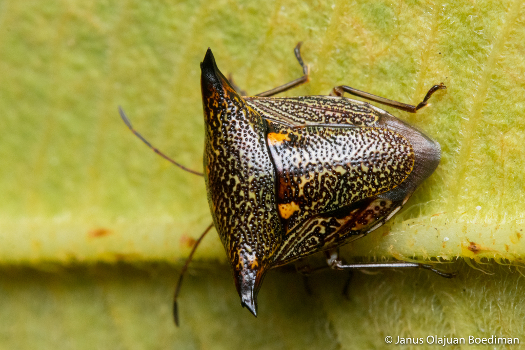 Alcimocoris japonensis in October 2021 by Janus Olajuan Boediman ...