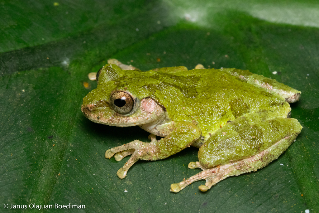 Eiffinger's Tree Frog in October 2021 by Janus Olajuan Boediman ...