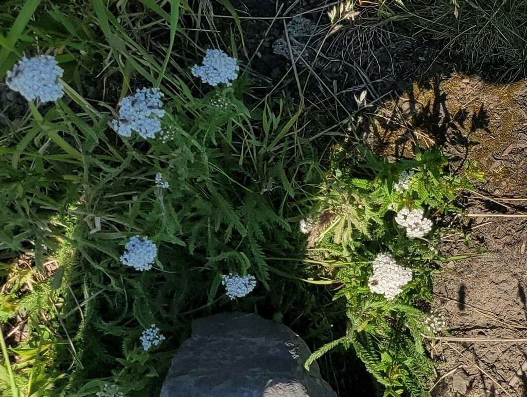 common yarrow from Peace River, BC, Canada on August 11, 2022 at 10:26 ...