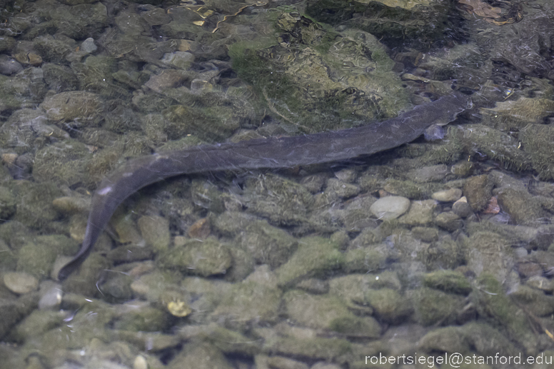Short-finned Eel from Otorohanga, New Zealand on December 13, 2022 at ...