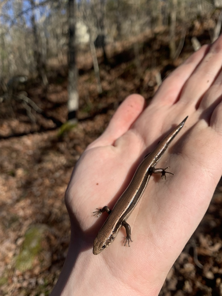 Southern Coal Skink in January 2023 by Henry Westphal · iNaturalist