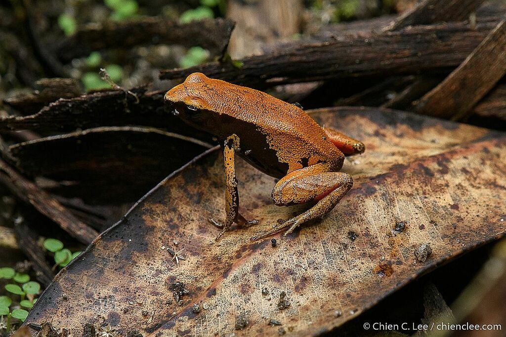 Yellow Mantella in December 2022 by Chien Lee · iNaturalist