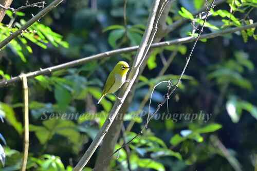 Subspecies Zosterops simplex hainanus · iNaturalist United Kingdom