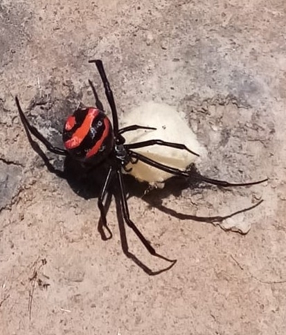 Viuda Negra Coralina (Latrodectus corallinus) · iNaturalist Mexico