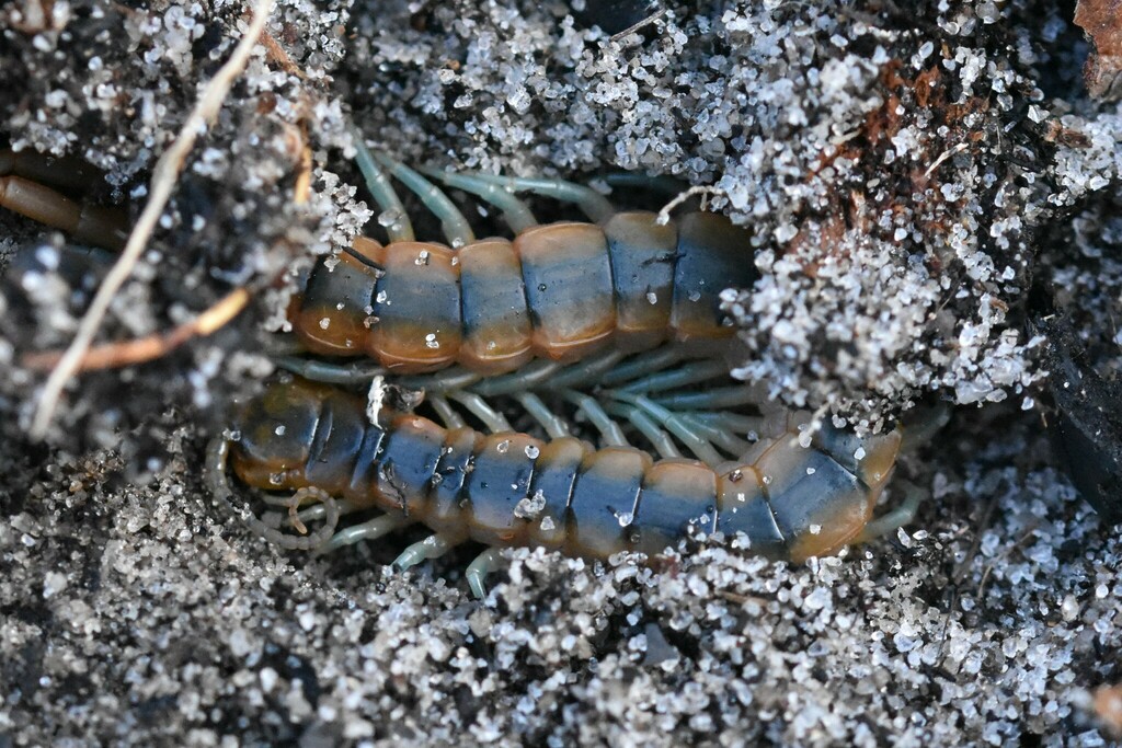 Florida Blue Centipede from Gainesville, FL, USA on January 20, 2023 at ...