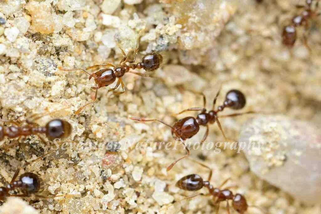Red Imported Fire Ant from 中国琼中黎族苗族自治县黎母山 邮政编码: 572926 on January 14 ...