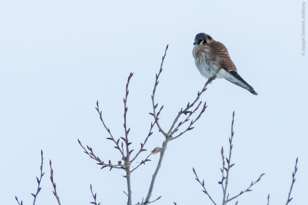 American Kestrel from The Paul Derda Rec Center, Broomfield, CO, US on ...