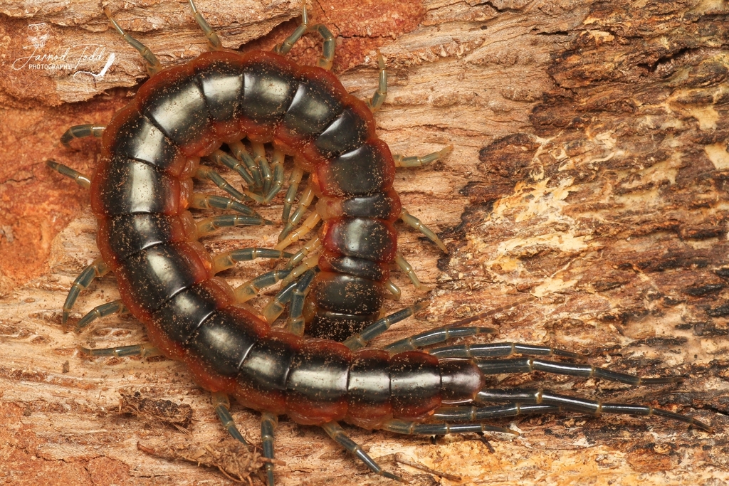 Rhysida afra from Bedfordview, Germiston, 2008, South Africa on January ...