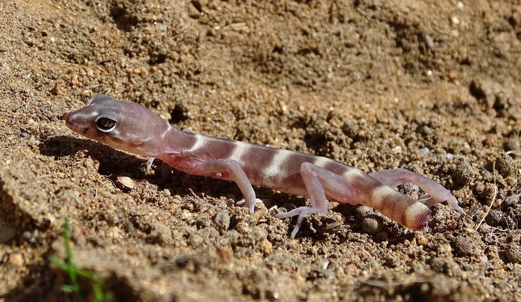 Western Banded Gecko in March 2018 by Matt Gruen · iNaturalist