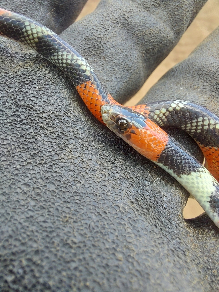 Brazilian False Coral Snake from São José, Abaiara - CE, Brasil on ...