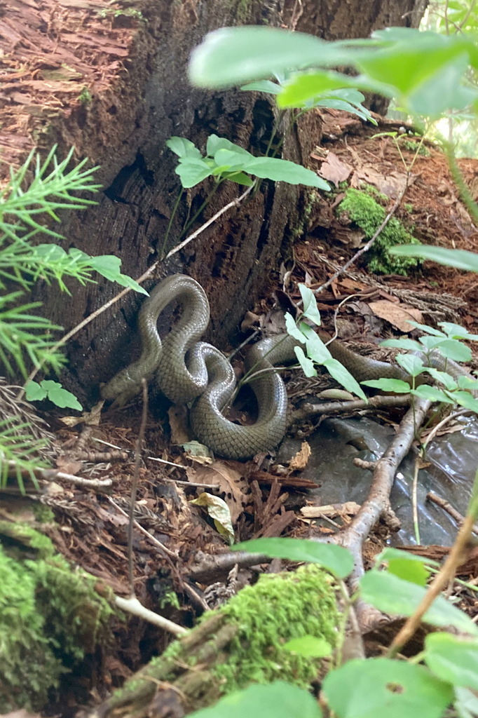 Colubrine Snakes from Tendo, JP, YT on September 26, 2022 at 02:43 PM ...