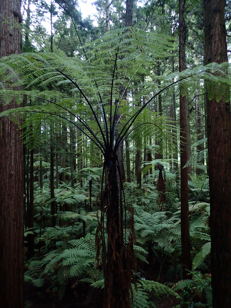 black tree fern from Whakarewarewa, Rotorua, New Zealand on December 16 ...