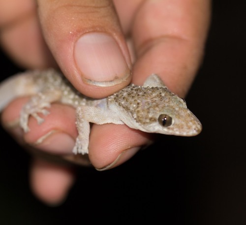 Mexico-Flora & Fauna, annemirdl · iNaturalist