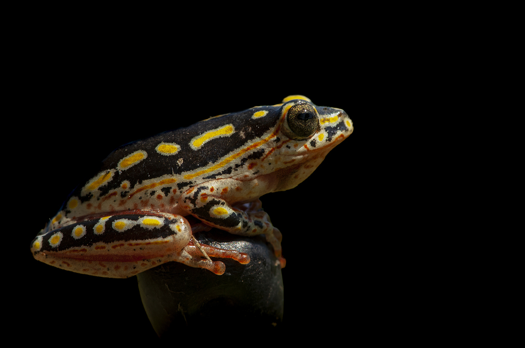 Painted Reed Frog from D674 Rd, Monzi SH, Zuid-Afrika on February 21 ...