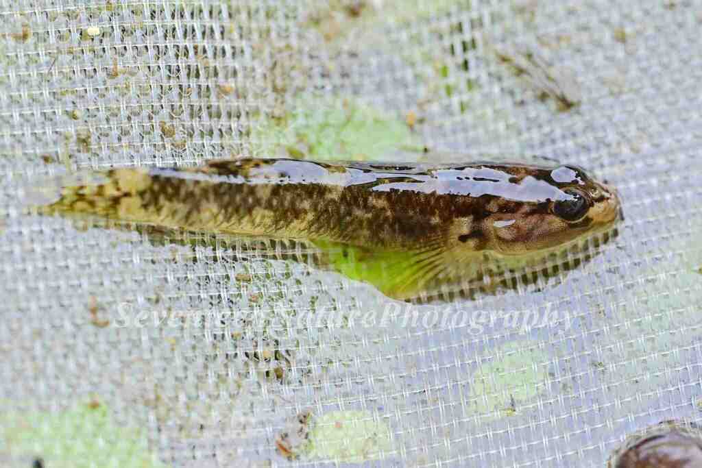 Whitecheek Goby from 中国海南省琼中黎族苗族自治县 on January 15, 2023 at 12:21 PM by ...
