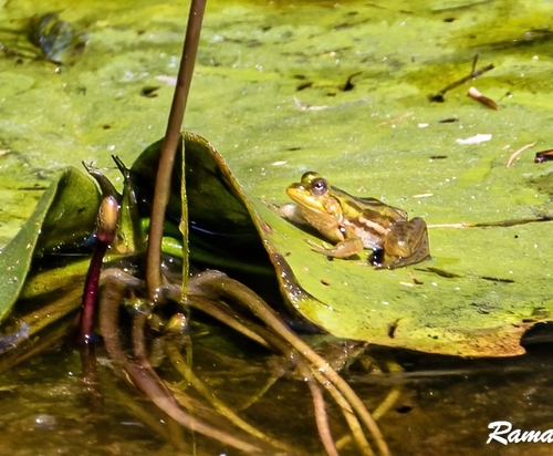 Genus Phrynoderma · iNaturalist