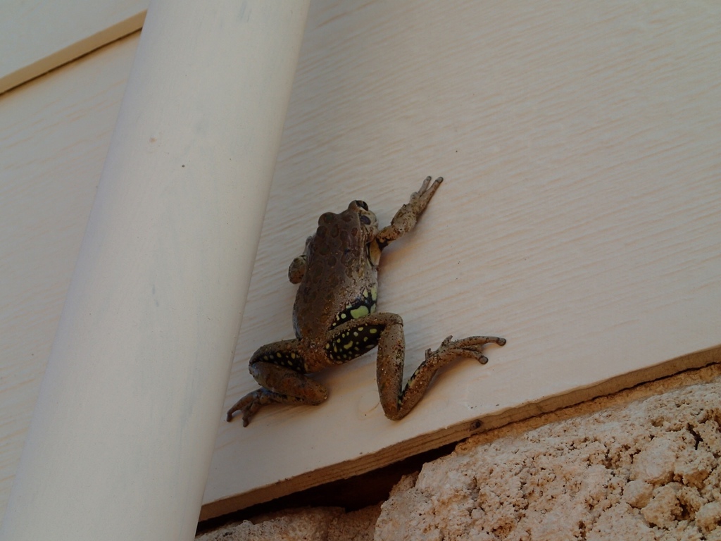 Spotted-thighed Frog from Apex Park, Bruce Rock, WA, AU on September 8 ...