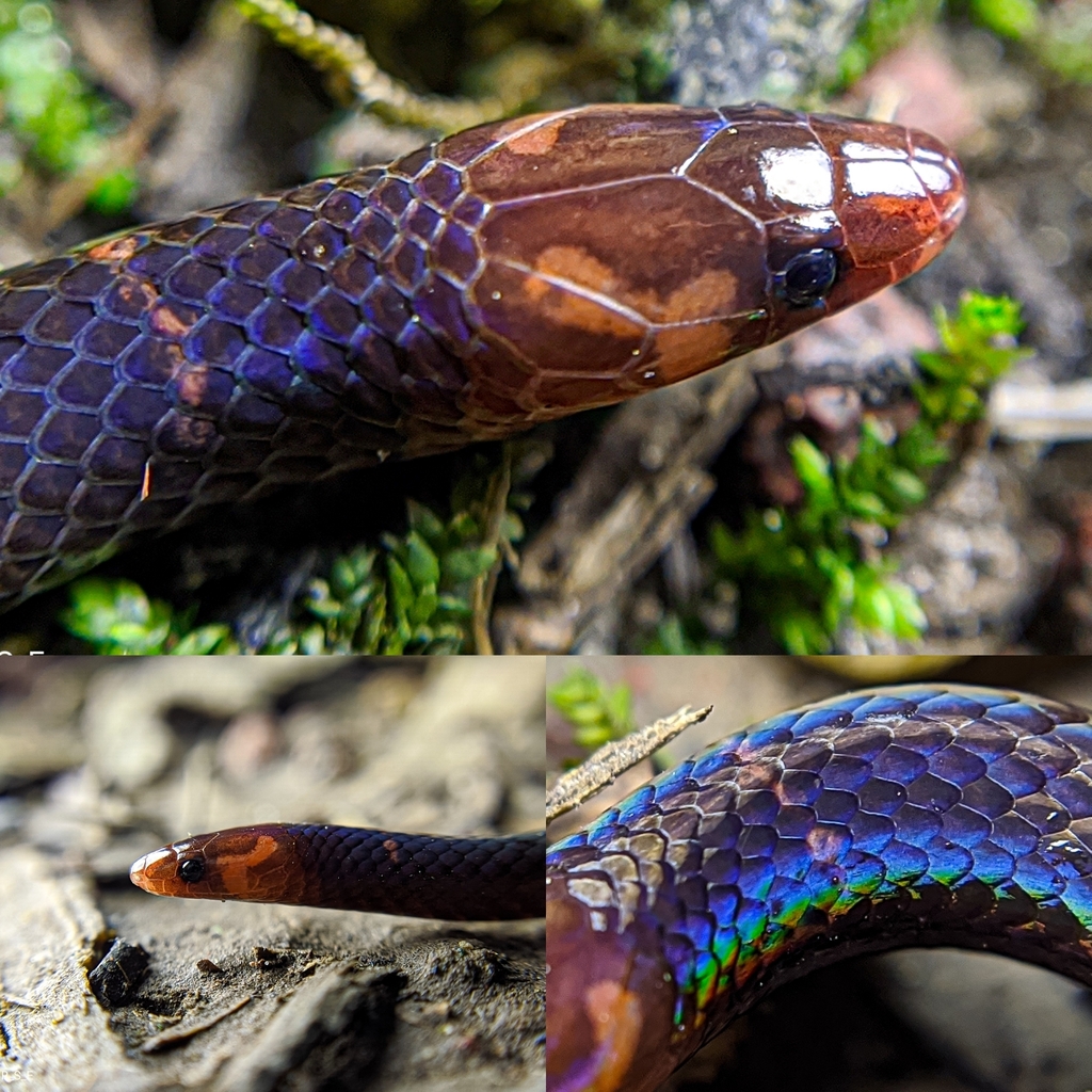 Cantor's Dwarf Reed Snake from Sintang, ID-KB, ID on January 24, 2023 ...