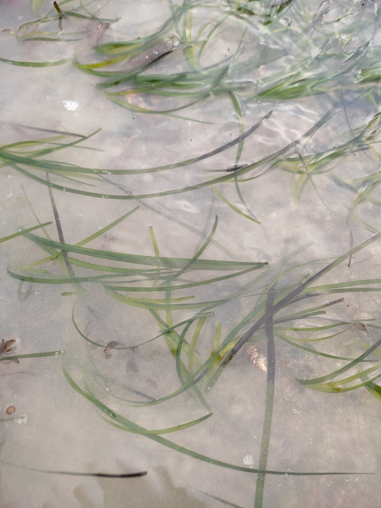 Eelgrass from France on January 24, 2023 at 03:47 PM by Alexandre ...
