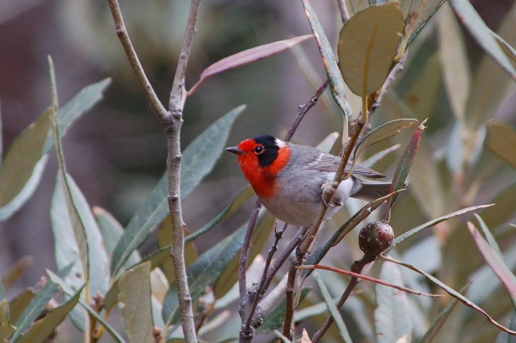 Red Faced Warbler Bird