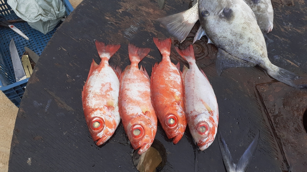 Atlantic Bigeye from Brasil on January 24, 2023 at 08:15 AM by Anderson ...
