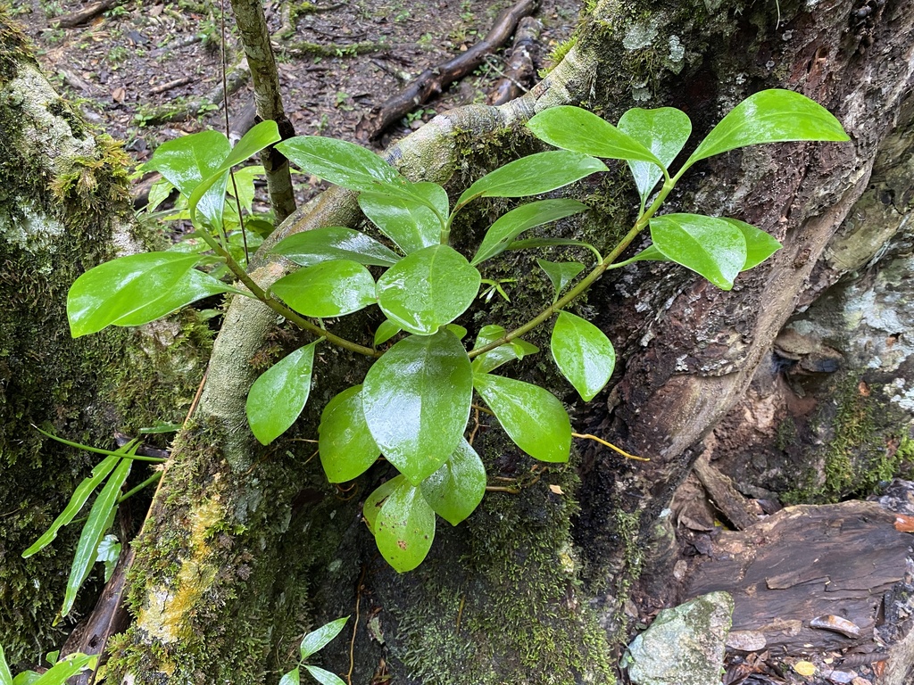 attorney trees from Tikal, Guatemala on January 10, 2023 at 09:53 AM by ...