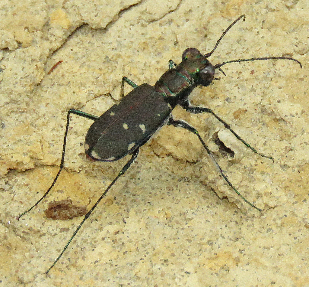 Eastern Red-bellied Tiger Beetle from Fentress County, TN, USA on July ...
