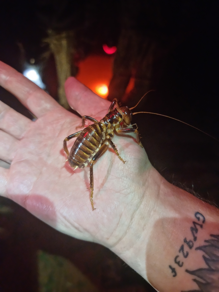 Sand Crickets from Omatako, NA-OD, NA on January 24, 2023 at 08:56 PM ...