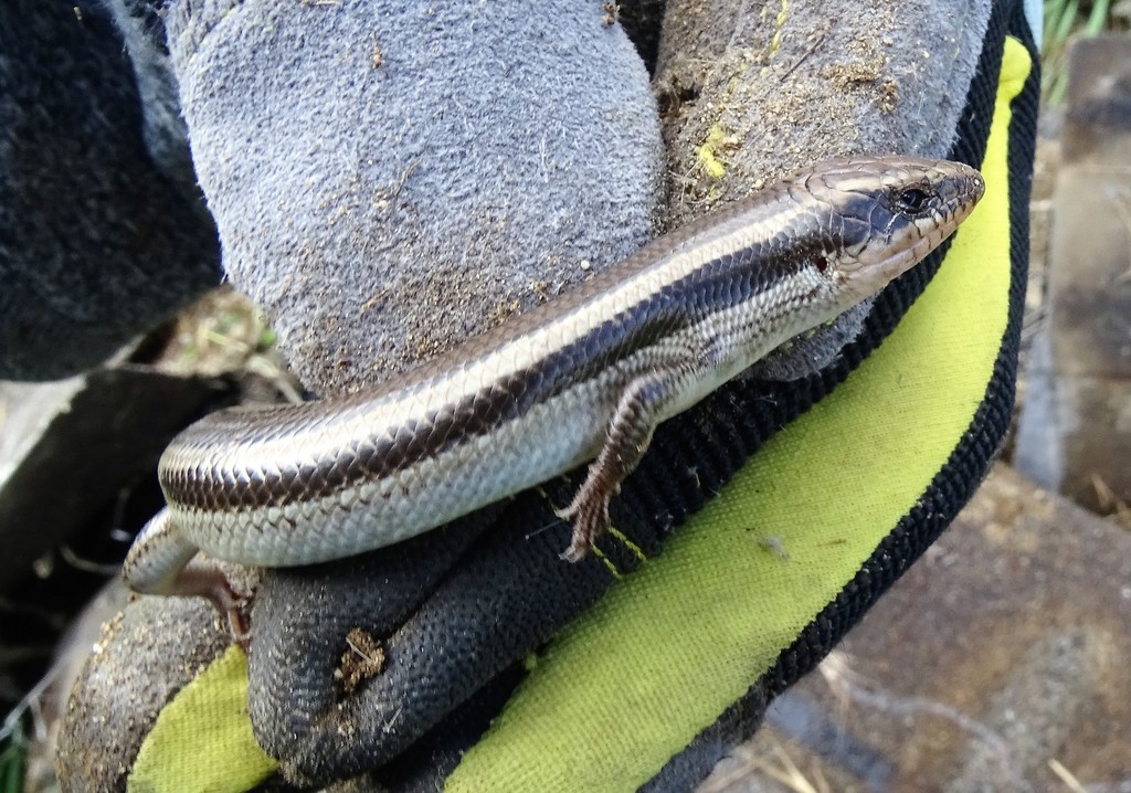 Western Skink in March 2018 by Matt Gruen · iNaturalist