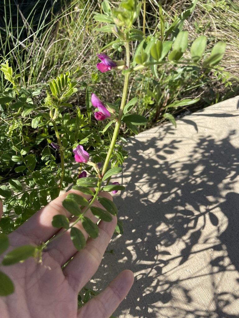 Common Vetch from McAllister Way, Santa Cruz, CA, US on January 24 ...