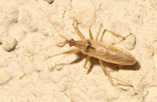Subspecies Nabis punctatus punctatus · iNaturalist