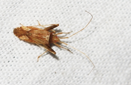 Phytocoris insignis · iNaturalist United Kingdom