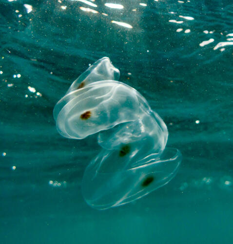 Spot winged comb jellyfish (Ocyropsis maculata)