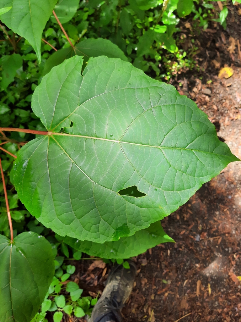 Wonder tree from Brooklands, New Plymouth 4310, New Zealand on January ...