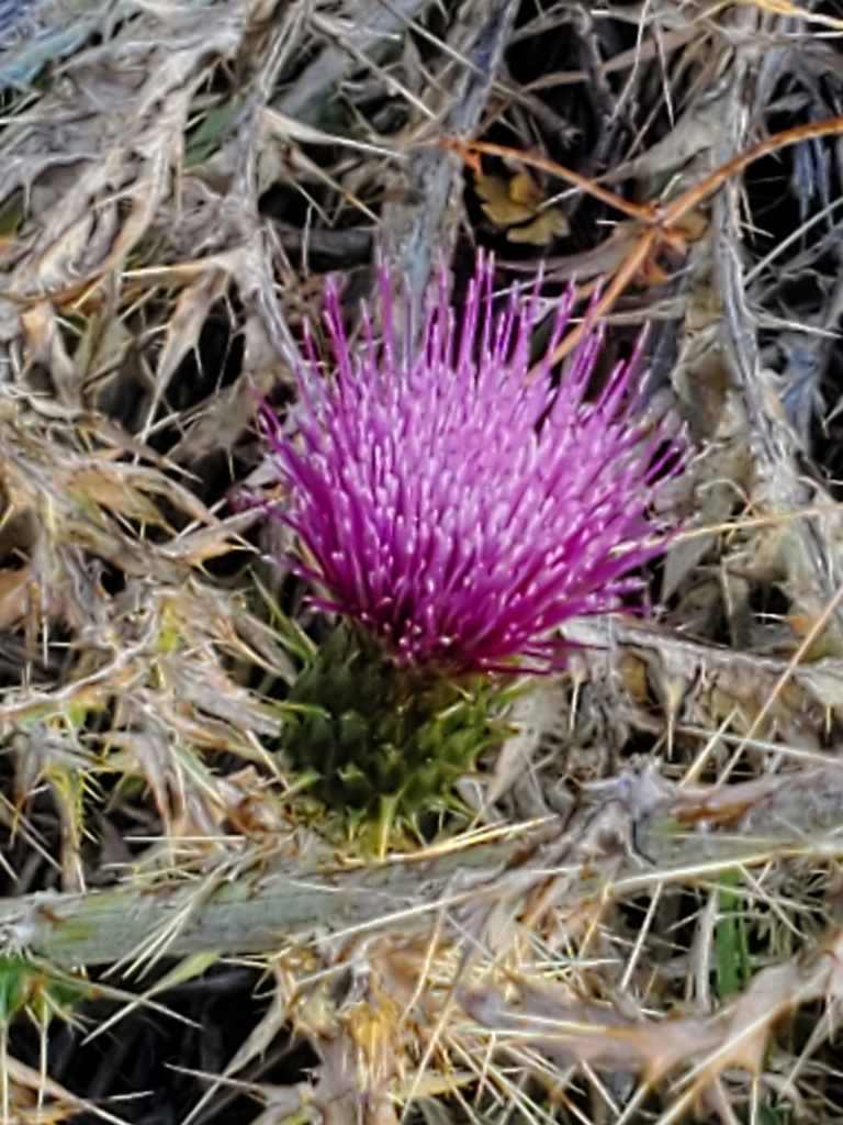 Arizona thistle from Mt Charleston, NV 89124, USA on October 9, 2022 at 10:20 AM by Steven Dai ...