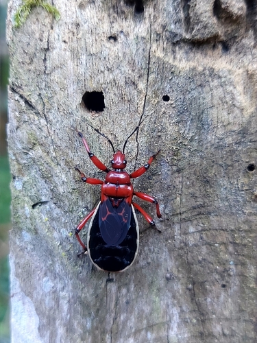 Brontostoma circumductum · iNaturalist