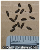 Vagrant Shrew (Utah Mammals) · iNaturalist