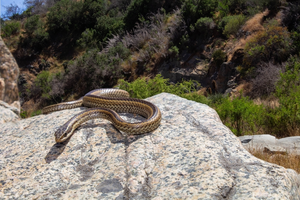 Chilean Green Racer from Parque Natural Cerro Los Pinos on November 13 ...