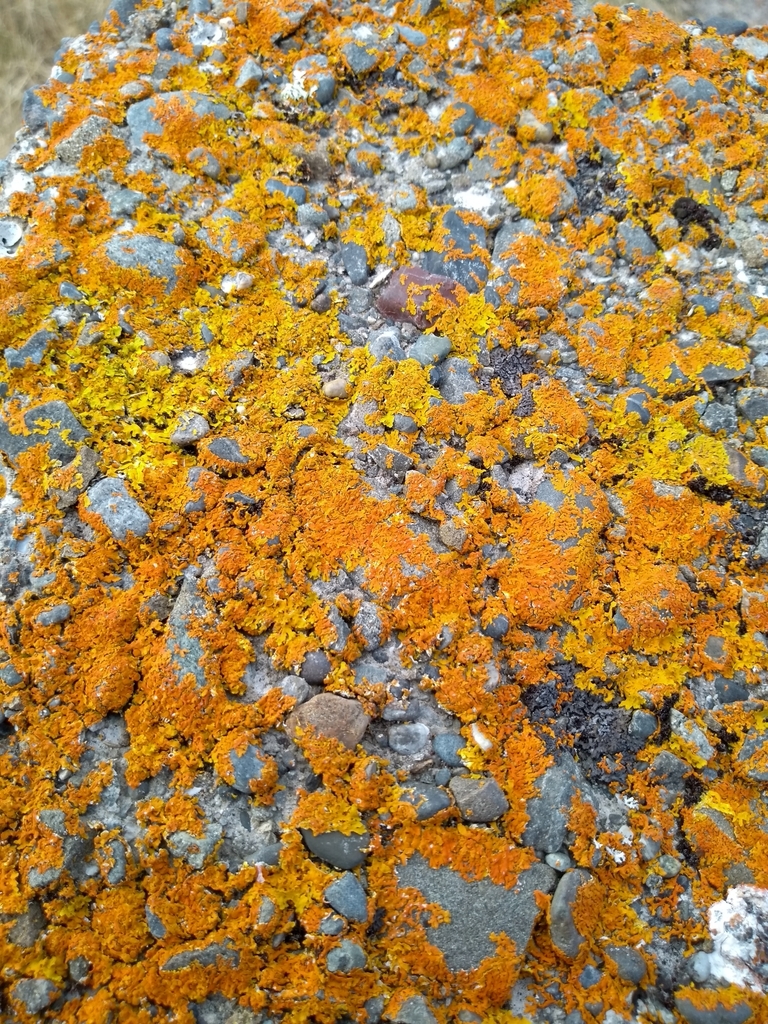 Flame Lichens from Lower Hutt 5012, New Zealand on January 25, 2023 at ...