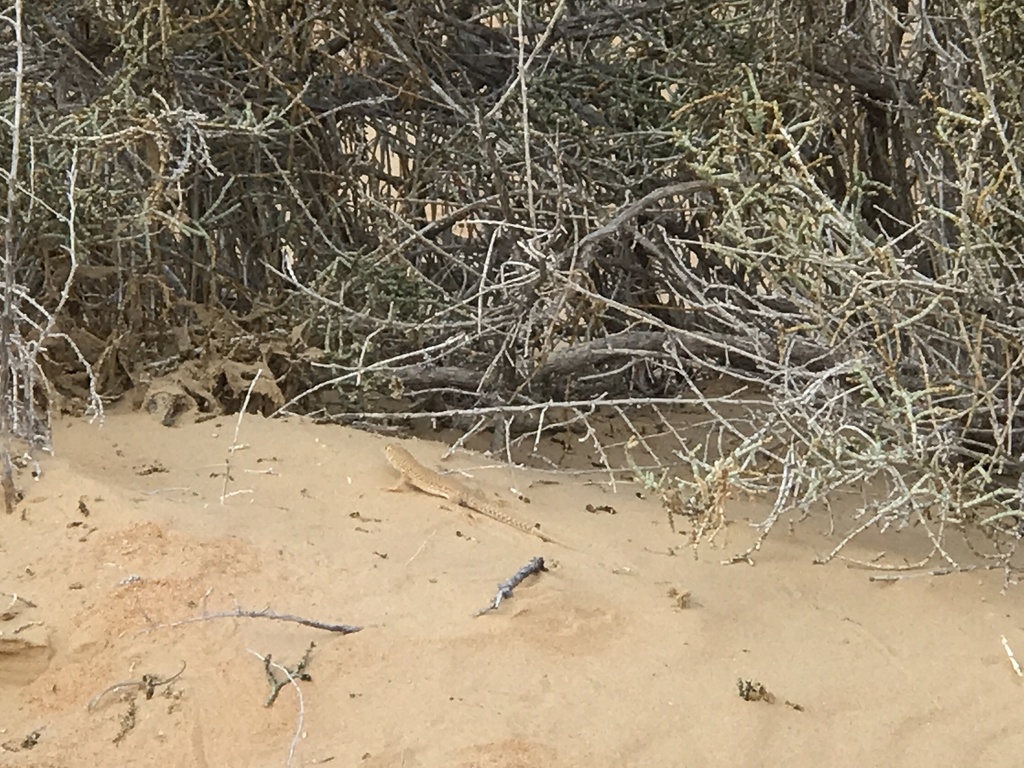 Schmidt's Fringe-fingered Lizard from Dubai Desert, Dubai, Dubai, AE on ...