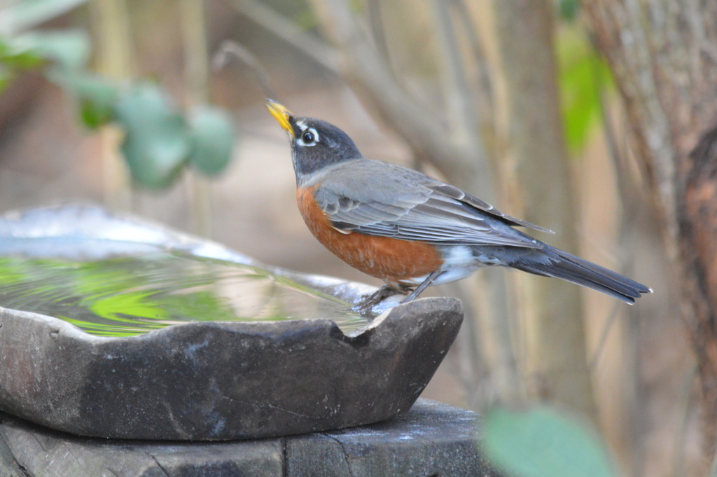American Robin from 77310 Holbox, Q.R., México on January 18, 2023 at ...