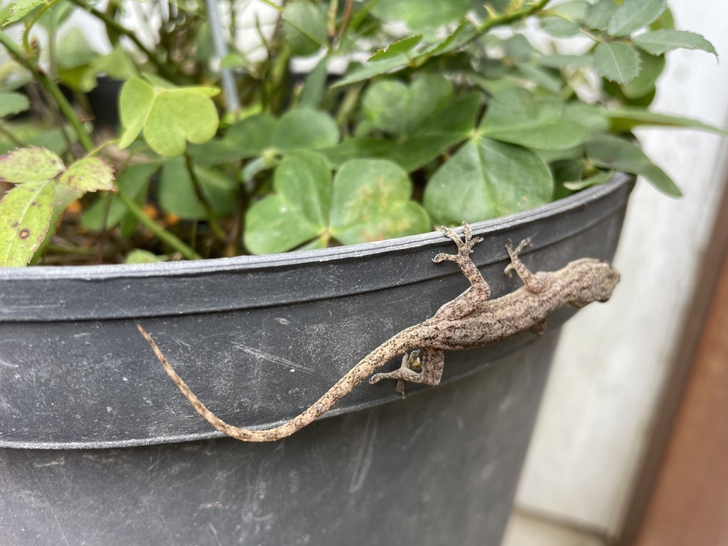 Asian House Gecko from 通霄鎮, TW on January 24, 2023 at 01:55 PM by ktlo ...