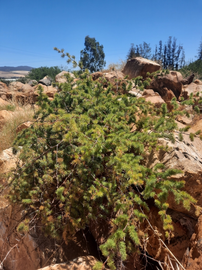 Redstem Asparagus from Bergrivier Municipality, South Africa on January ...