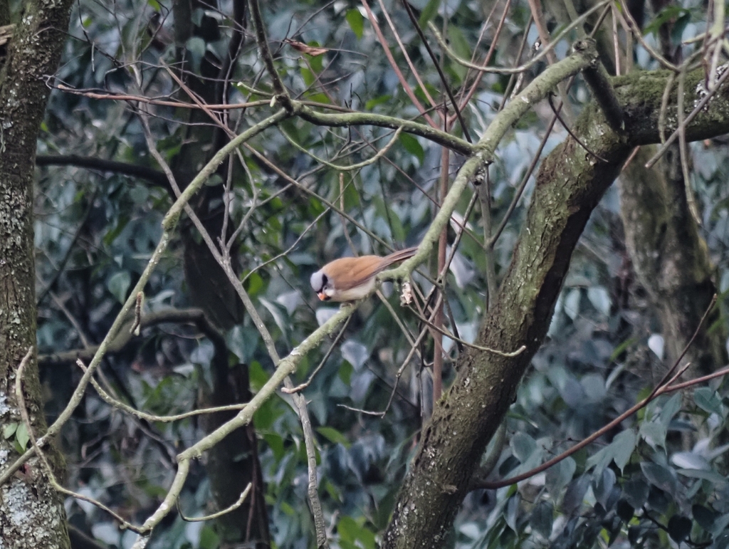 Gray-headed Parrotbill from 四川省成都市都江堰市王家沟赵公山景区 on January 25, 2023 at ...