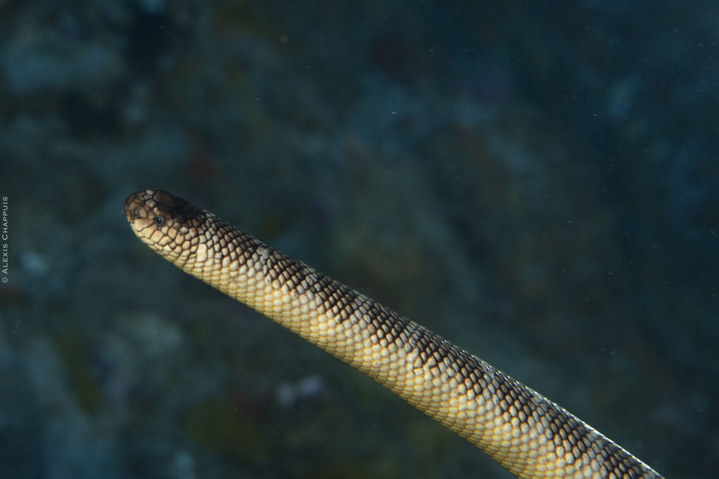 Chinese Sea Krait in October 2022 by Alexis Chappuis · iNaturalist