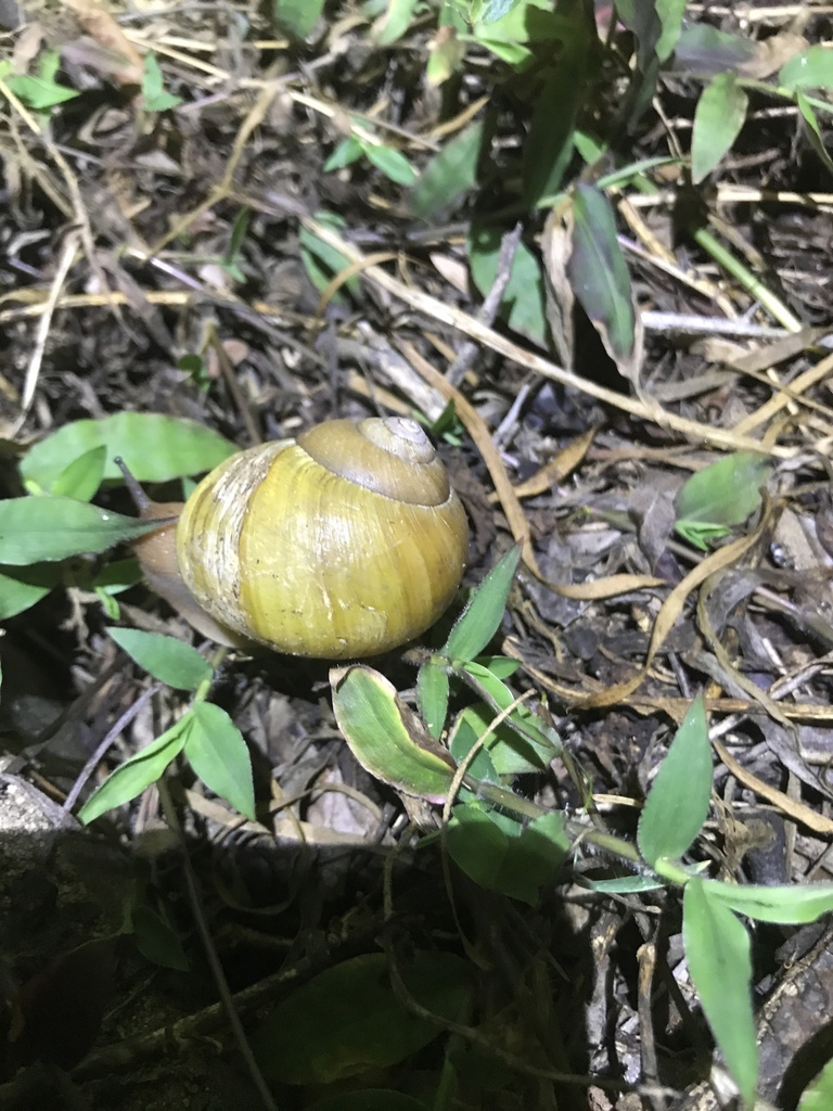 Southern Queensland Melon Snail from Woolshed Creek Rd, Tallegalla, QLD ...