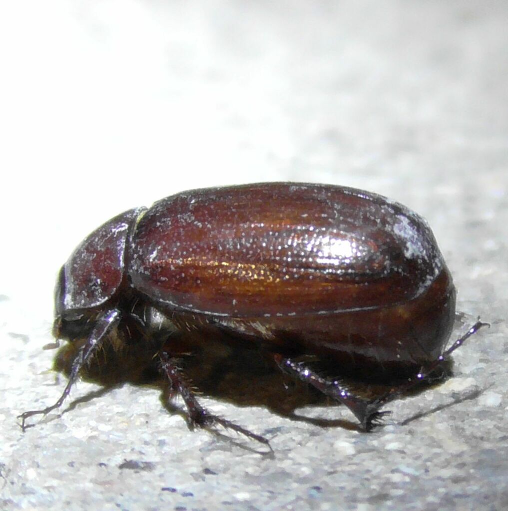 Scarabs from Watsonville QLD 4887, Australia on January 25, 2023 at 10: ...