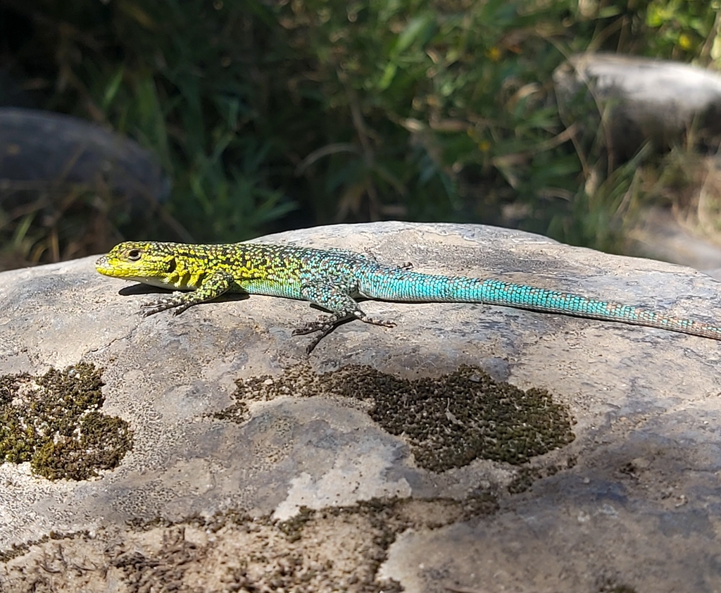 Blue-Green Smooth-throated Lizard from Santa Bárbara, Bío Bío, Chile on ...